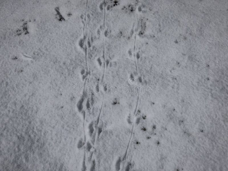 Ground Covered with Snow and Footprints of a Mouse or a Common Vole ...