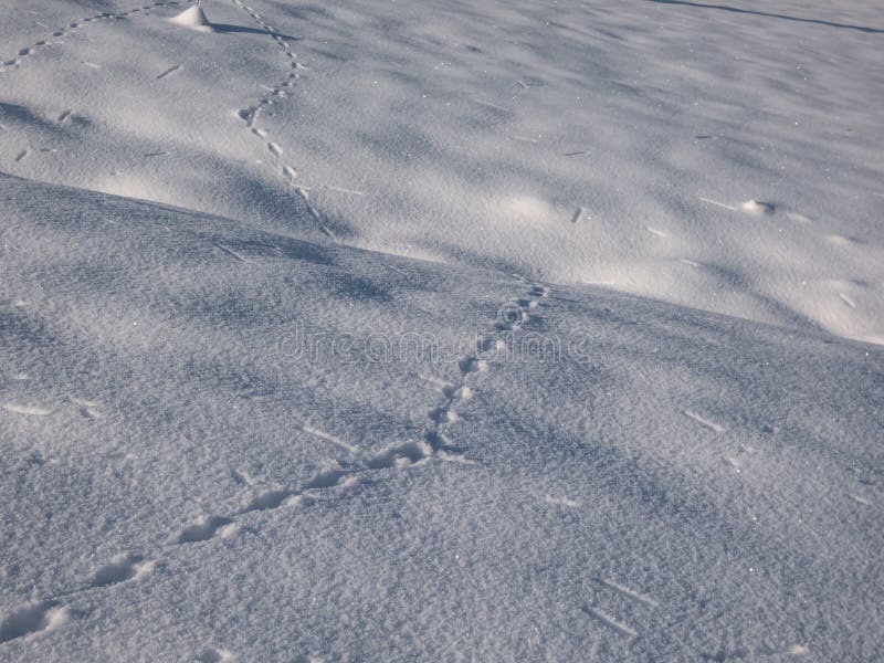 Ground Covered with Snow and Footprints of a Mouse or a Common Vole ...