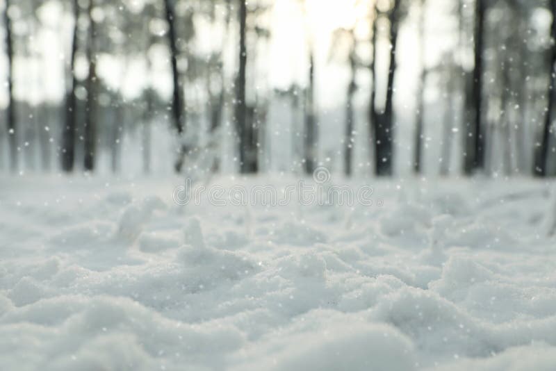 Ground Covered with Snow in Forest, Closeup Stock Photo - Image of ...