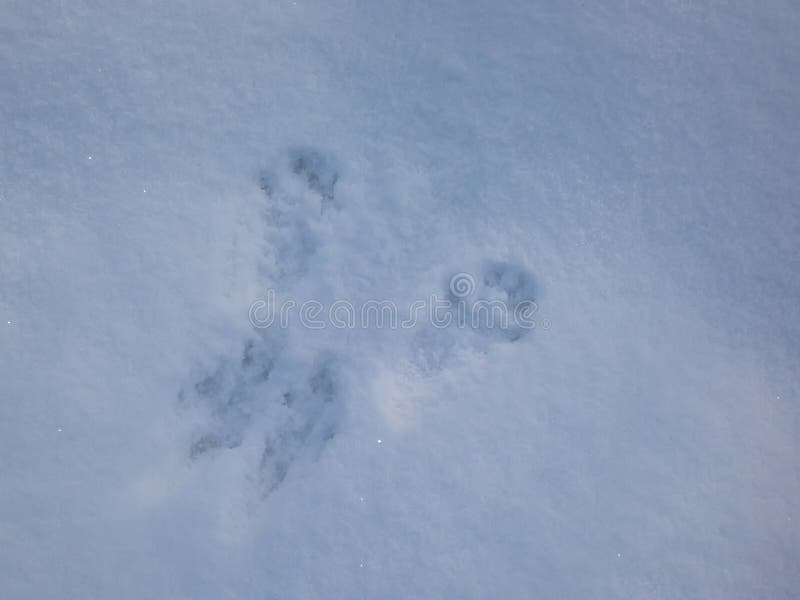 Red Squirrel Tracks In Snow