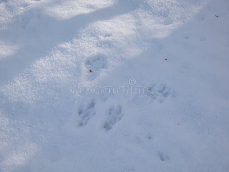 Squirrel Tracks Snow Photos - Free & Royalty-Free Stock Photos from ...