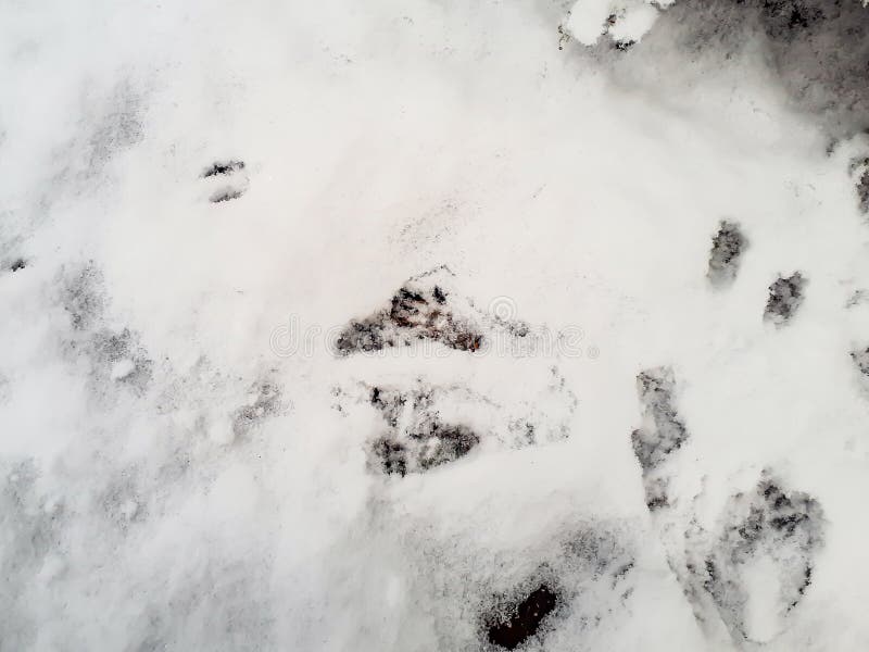 Ground Covered with Snow and Squirrel Footprints of Four Paws in the ...