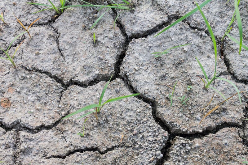 Ground crack stock photo. Image of desert, land, grass - 56255370
