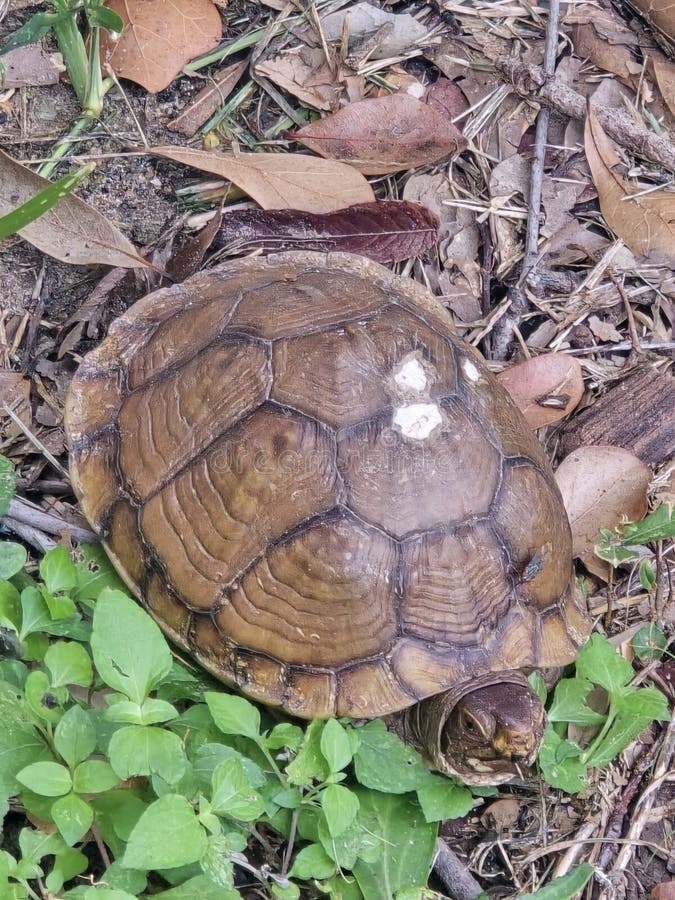 The Turtle Blends into the Ground Stock Photo - Image of hide, tortoise ...