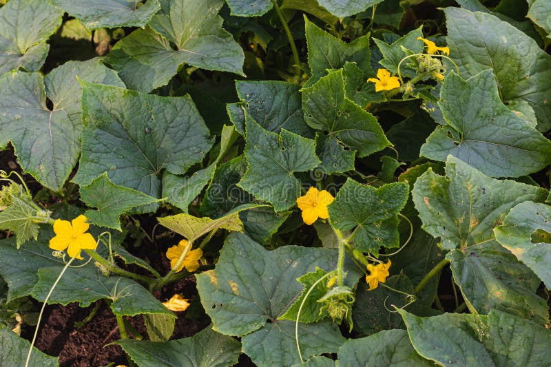Ground Cucumber Flower. Flowering of Cucumbers on the Bed Stock Photo ...