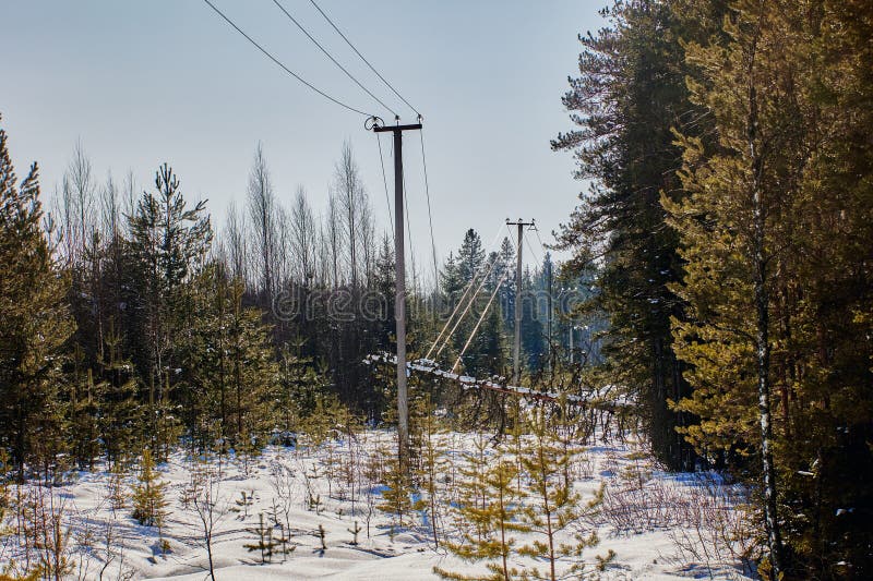 Conductor Damage Evident Fallen Tree Stress Increases Line Sag Posing ...