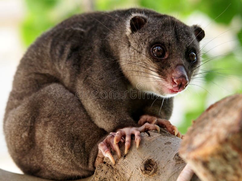 Ground cuscus stock photo. Image of phalanger, forest - 51932796