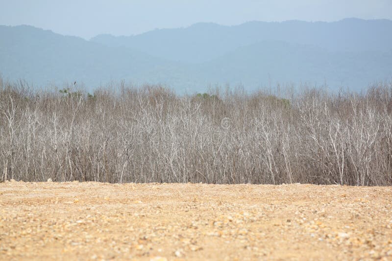 Ground and dead trees. stock photo. Image of nature, twigs - 42516488