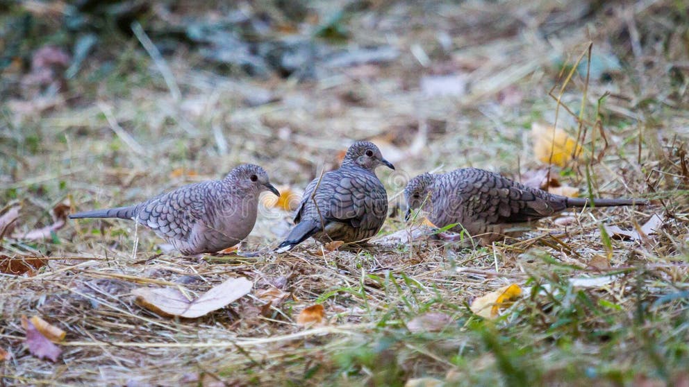 3 Ground Doves Foraging in Texas in the Fall Stock Image - Image of ...