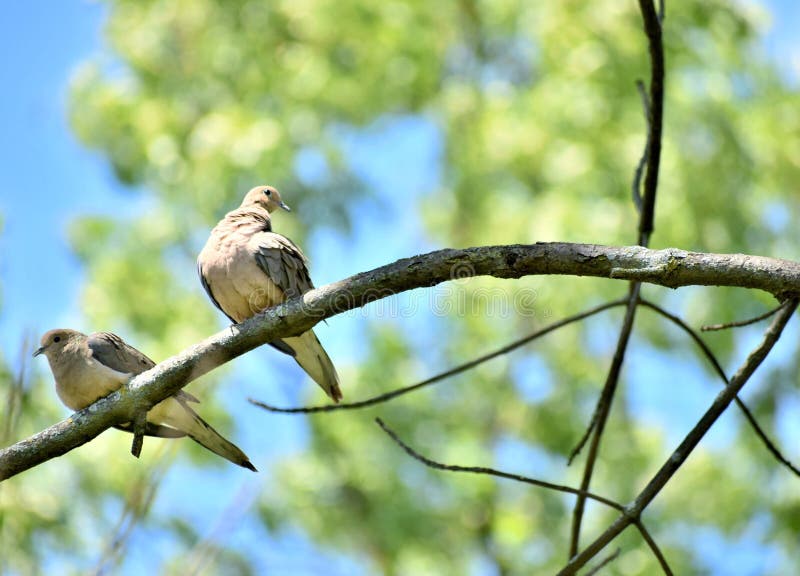 Ground Doves High Up in Tree Stock Photo - Image of bird, tree: 93873920