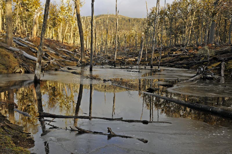 On the Ground and Dried Trees in the Forest Stock Photo - Image of ...