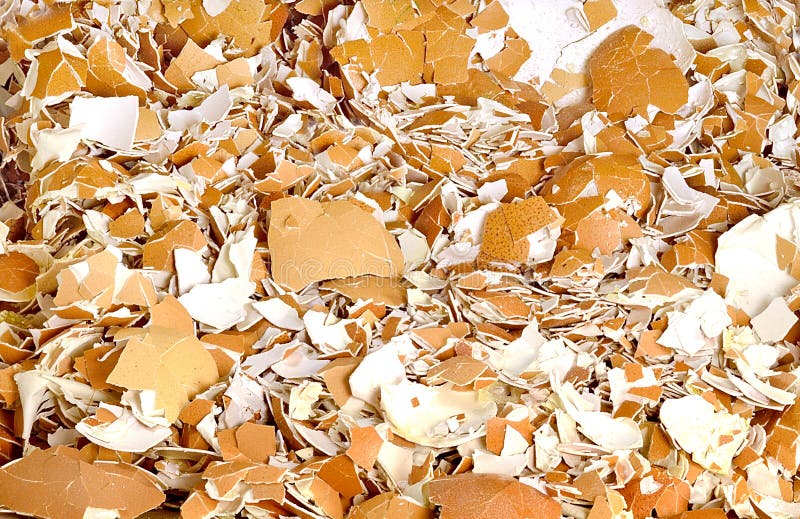 Shells in the compost stock image. Image of leaf, agriculture - 79629251