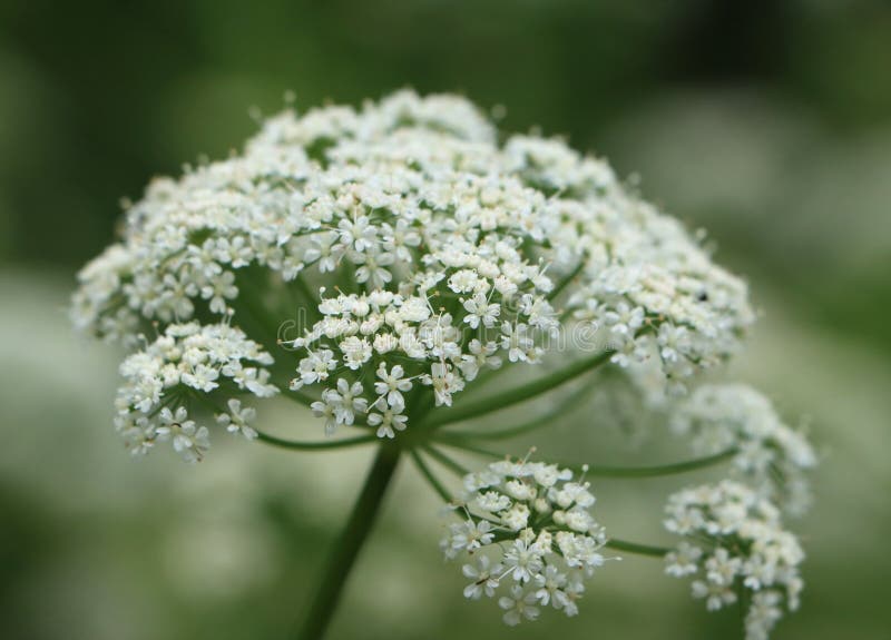 Ground Elder (Aegopodium Podagraria) Stock Photo - Image of ground ...