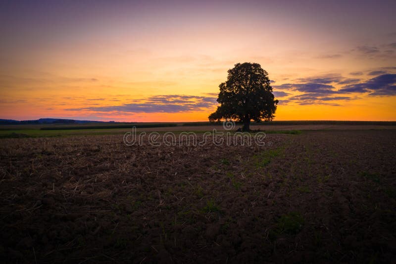 Ground of a Empty Field and Big Singel Tree at Sunset Stock Image ...