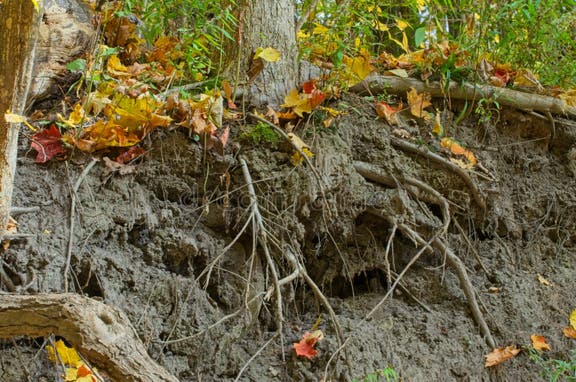 Ground Erosion Exposing Roots of a Mature Tree Stock Photo - Image of ...