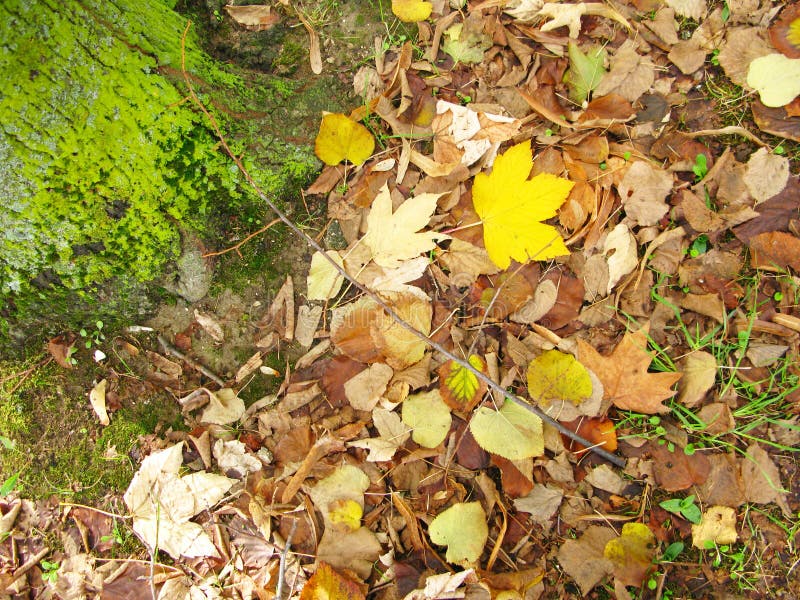 Ground at fall stock photo. Image of moss, leaves, warm - 11519584