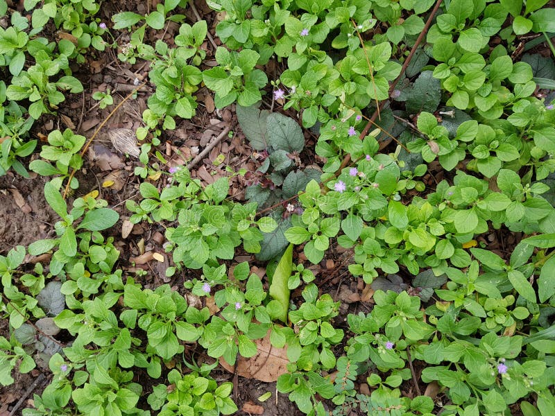 Ground cover plants stock photo. Image of leaves, beautiful - 115894070