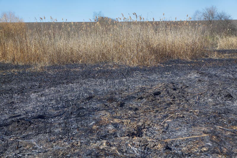 Ground after fire stock image. Image of plants, burned - 93765599