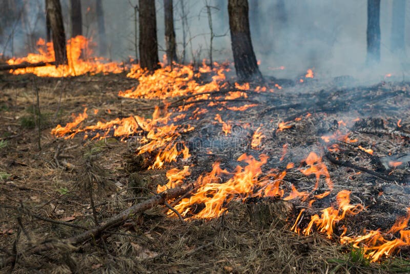 Ground Forest Fire in Pine Stand Stock Image - Image of environment ...