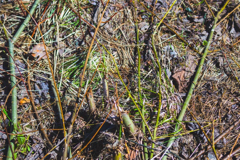 Ground in the Forest. Forest Soil with Grass and Twigs Stock Photo ...