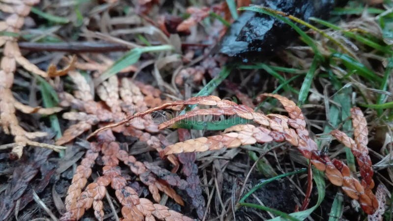 Ground foundation stock image. Image of create, minds - 85851741