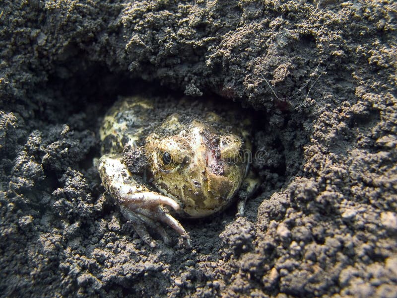 Ground frog 6 stock image. Image of danger, burrow, refuge - 1221153