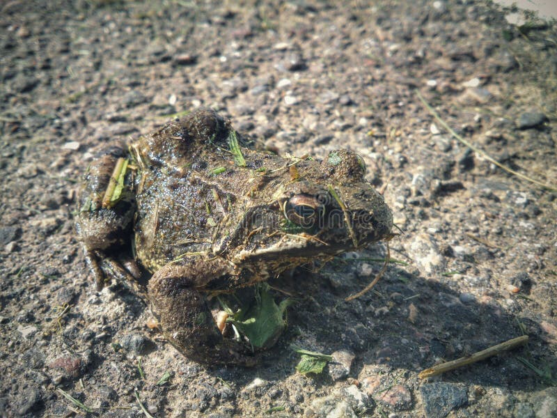 Ground frog stock image. Image of concealment, asphalt - 46265273