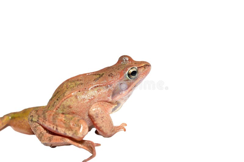Ground frog side view. stock image. Image of wild, nature - 374773999