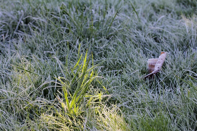 Ground frost in the autumn stock image. Image of frost - 61096827