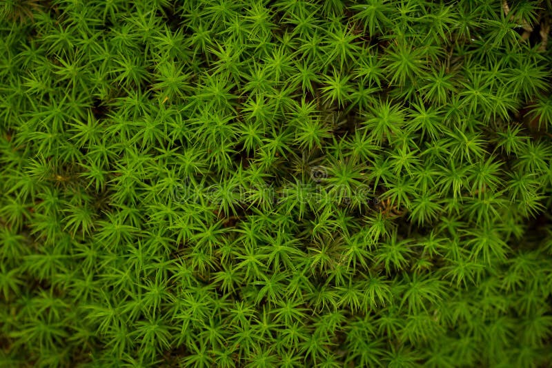 Ground full of green moss stock image. Image of ground - 161859497
