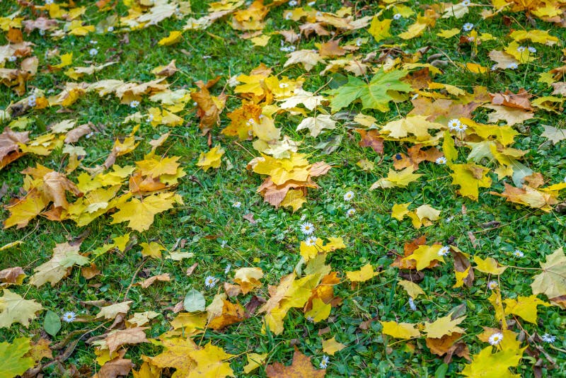 Ground Full of Leaves at Autumn Stock Image - Image of cold, maple ...