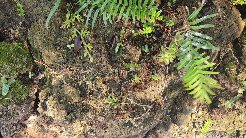 The Ground in the Garden Consists of Soil, Rocks and Various Plants ...