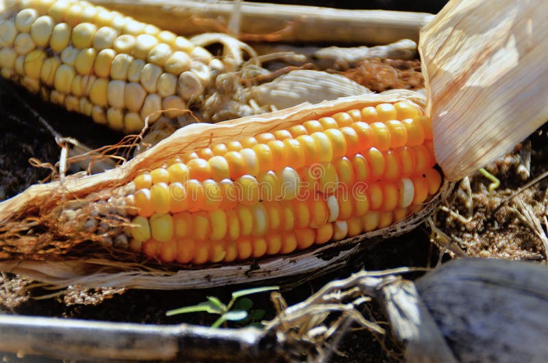 The Color of Dry Corn on the Cob on the Ground Stock Image - Image of ...