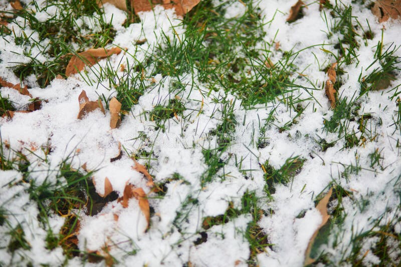 Ground and Grass Covered with First Snow Stock Image - Image of beauty ...