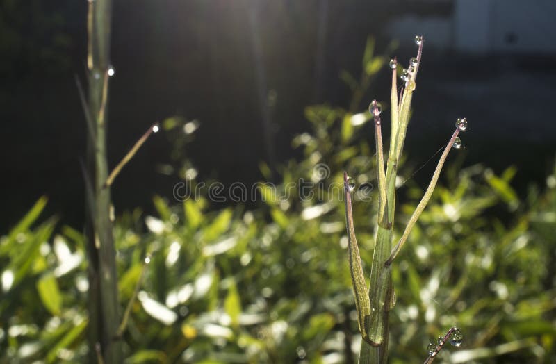 Ground Green Grass on a Spring Sunrise Stock Photo - Image of ambiance ...