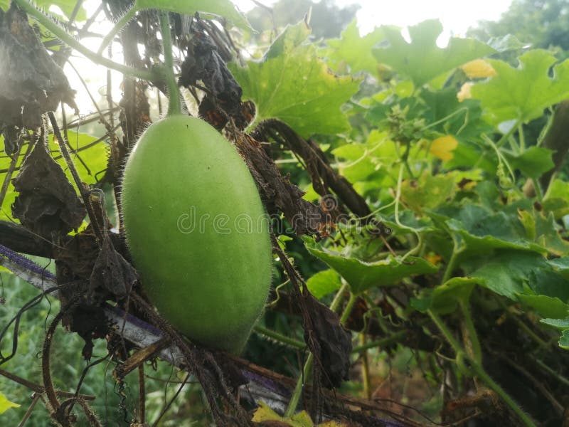 Ground Green Vegetable in Garden Natural Stock Image - Image of garden ...