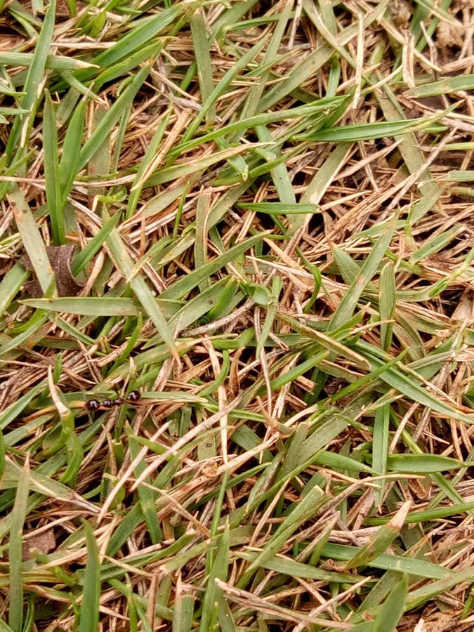 Ground Green of White Grass Stock Image - Image of white, grass: 167942781