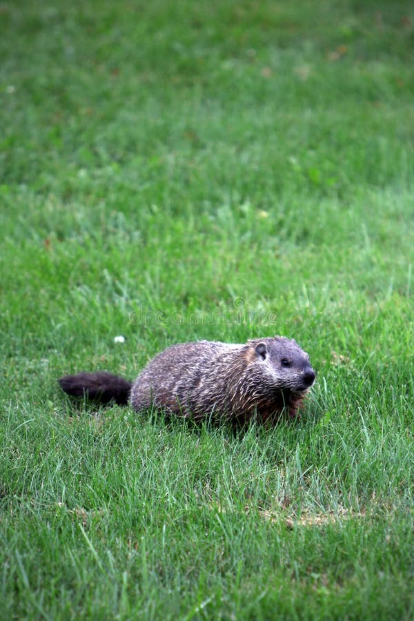 Ground hog stock image. Image of woodchuck, marmota, marmot - 11450333