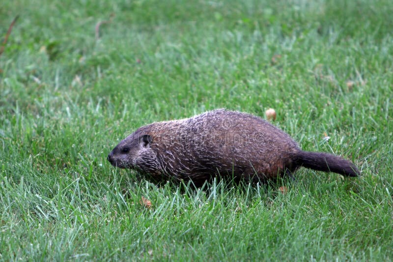 Groundhog Sitting on Tree Stump Stock Photo - Image of nuisance, cute ...