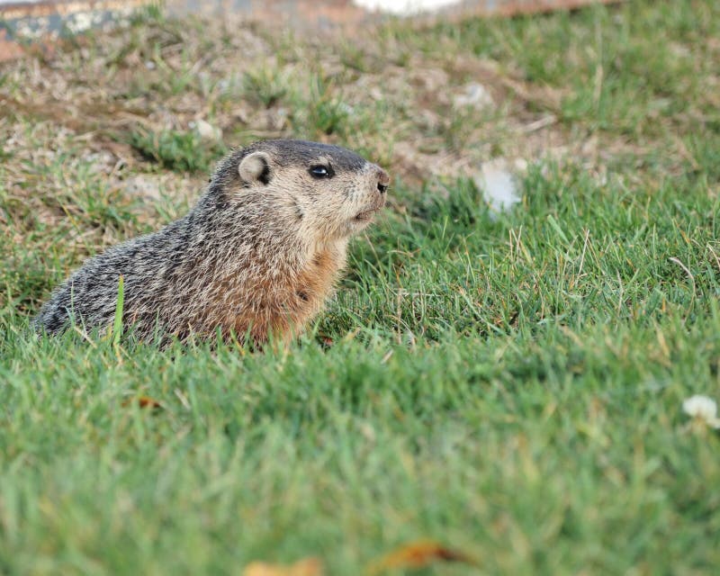 Ground Hog stock photo. Image of groundhog, tail, mammal - 7566696