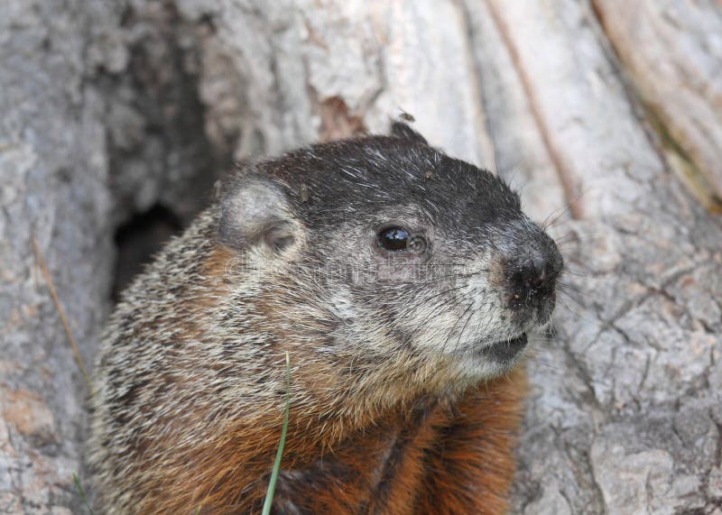 Ground hog stock photo. Image of rodent, animal, ground - 22530828