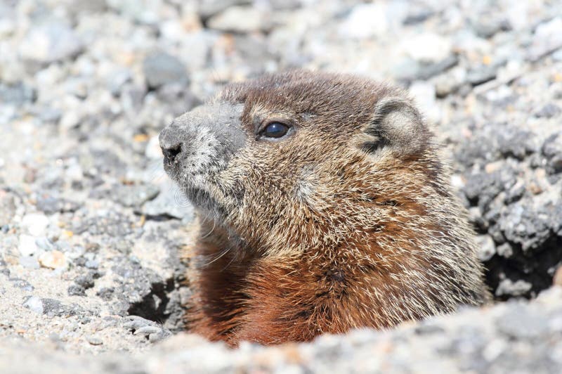 Ground hog in nature stock image. Image of ground, wildlife - 22543075