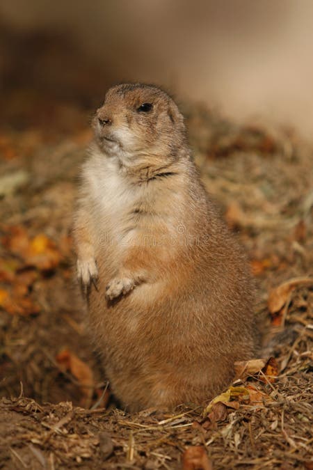 Ground Hog stock photo. Image of groundhog, closeup, ground - 6943098