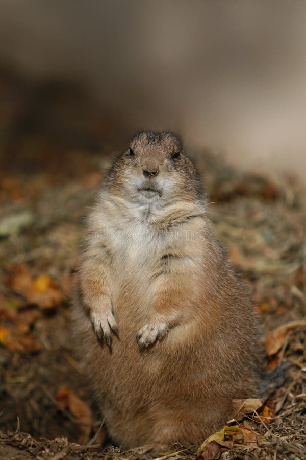 Ground Hog stock image. Image of nature, groundhog, animal - 7566735