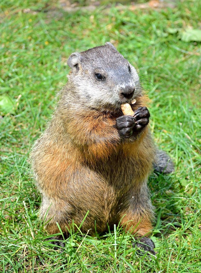 Ground hog stock photo. Image of mammal, wildlife, alert - 41983788