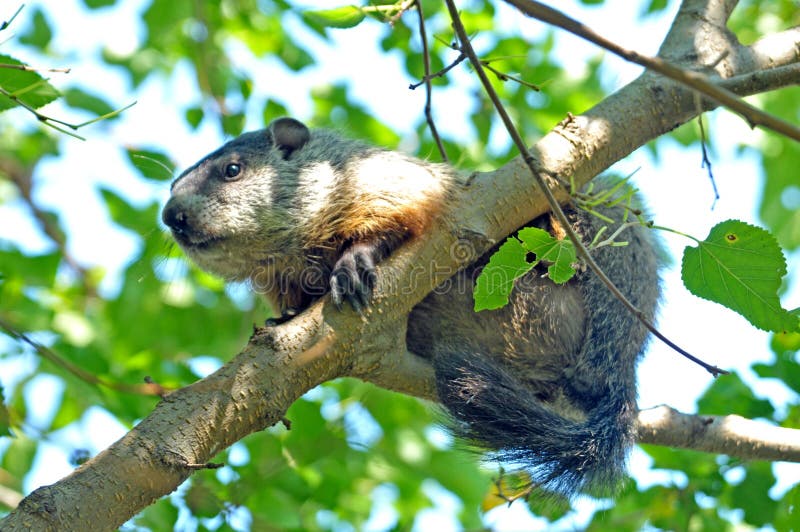 Ground Hog stock photo. Image of mammalia, marmot, whistlepig - 32994768