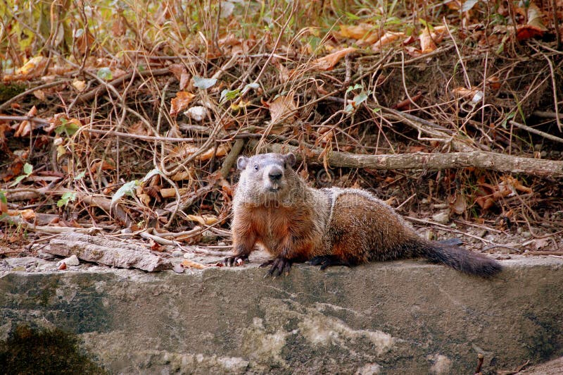 Ground hog stock image. Image of ground, close, animal - 33776595