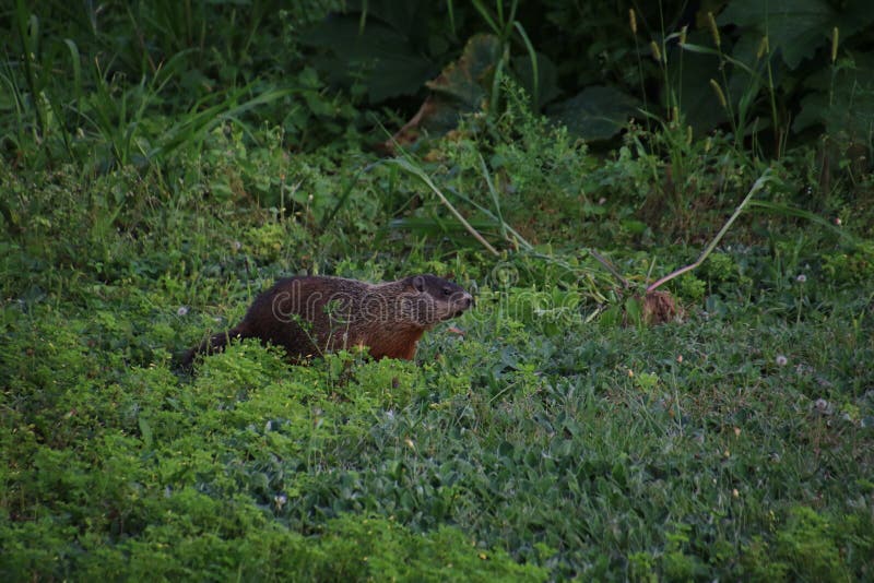 A Ground Hog Standing in a Field Stock Image - Image of grass, green ...