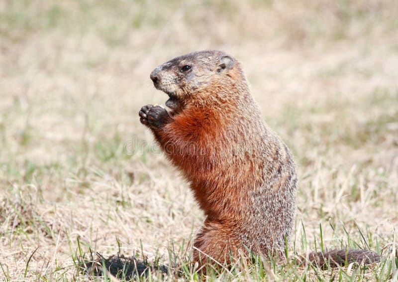 Ground Hog in Field stock photo. Image of harmless, field - 13957812