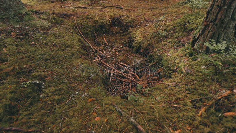 Ground with a Hole with Dry Branches in a Mysterious Forest Stock ...